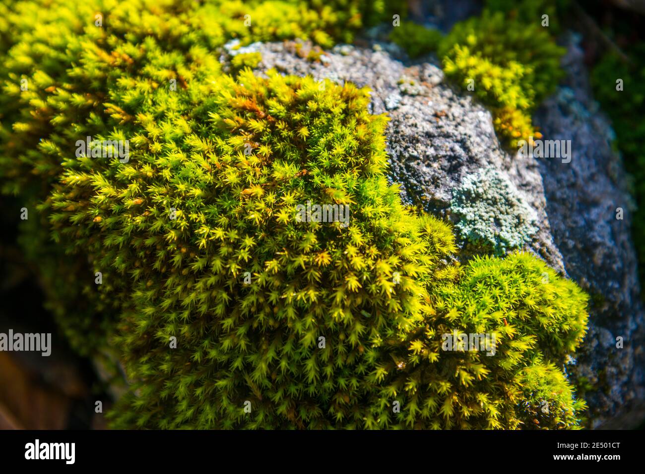 Medio ambiente ciencia hi-res stock photography and images - Alamy