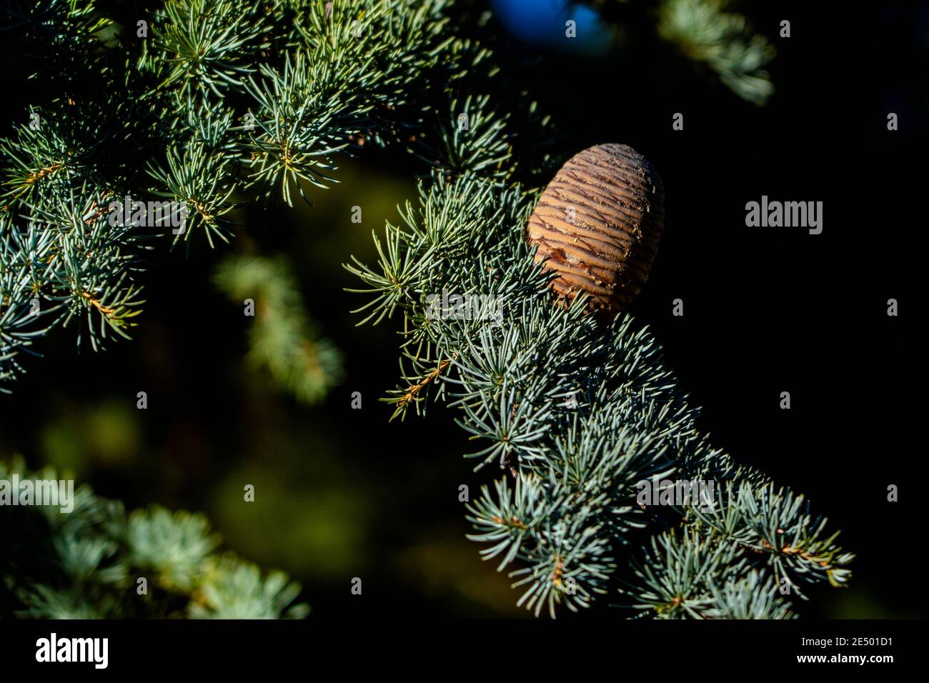 Sapin - Fir Cone Stock Photo - Alamy