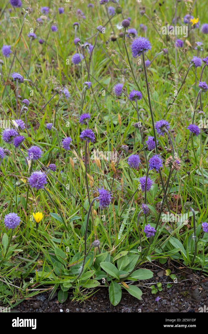 Succisa pratensis hi-res stock photography and images - Alamy