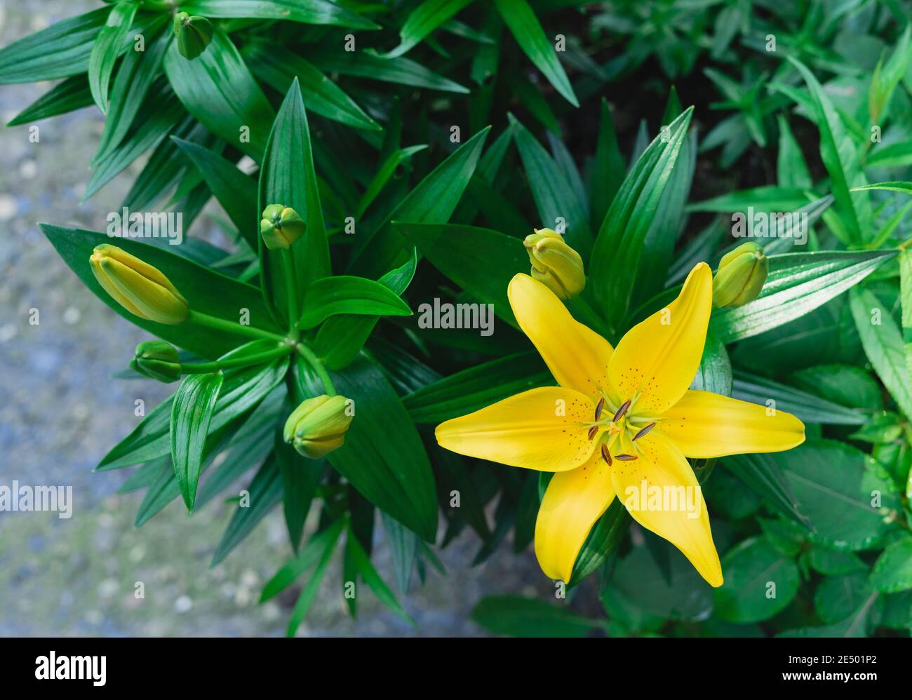 Lilium sp hi-res stock photography and images - Alamy
