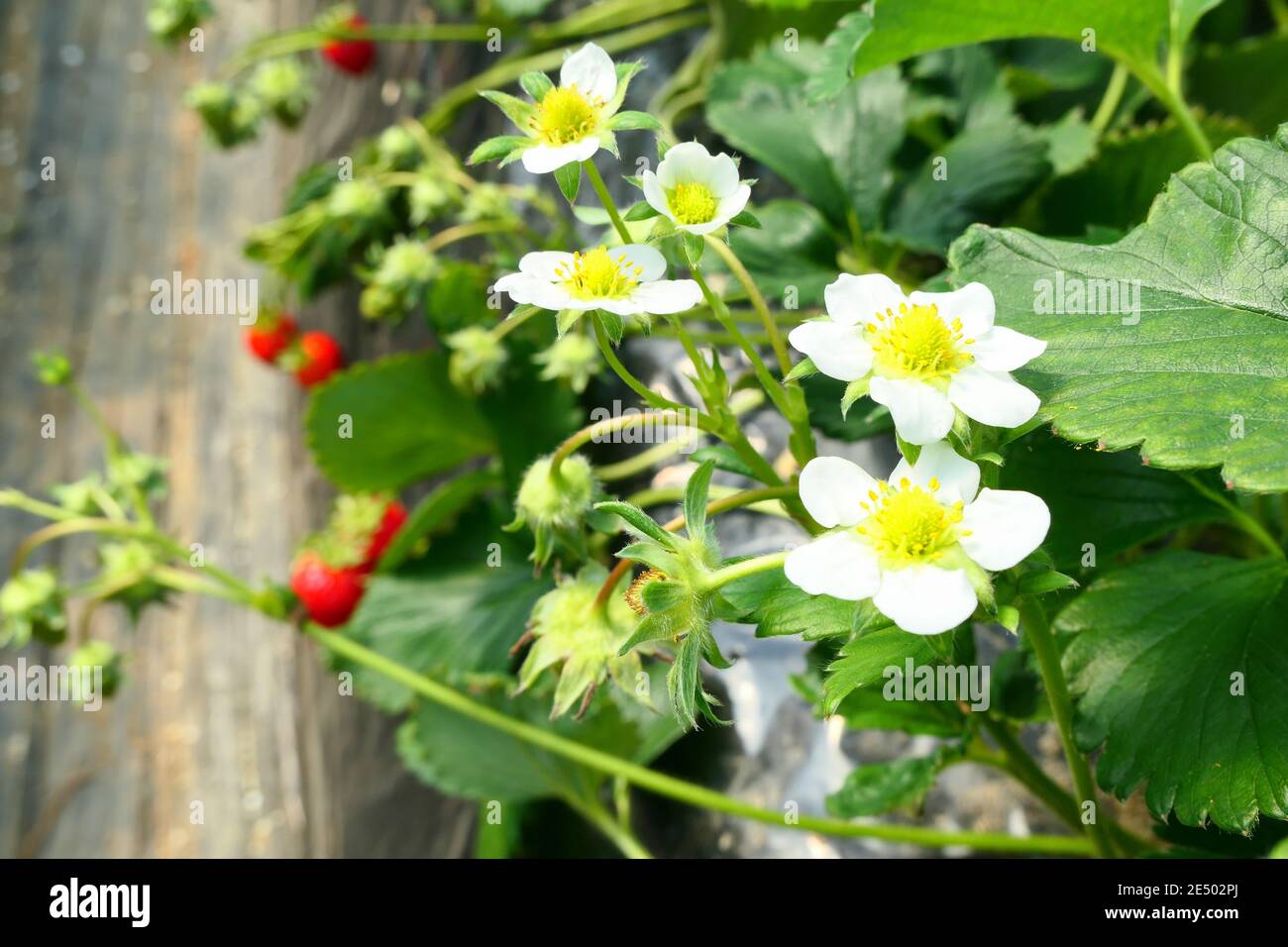 White strawberry flower red hi-res stock photography and images - Alamy