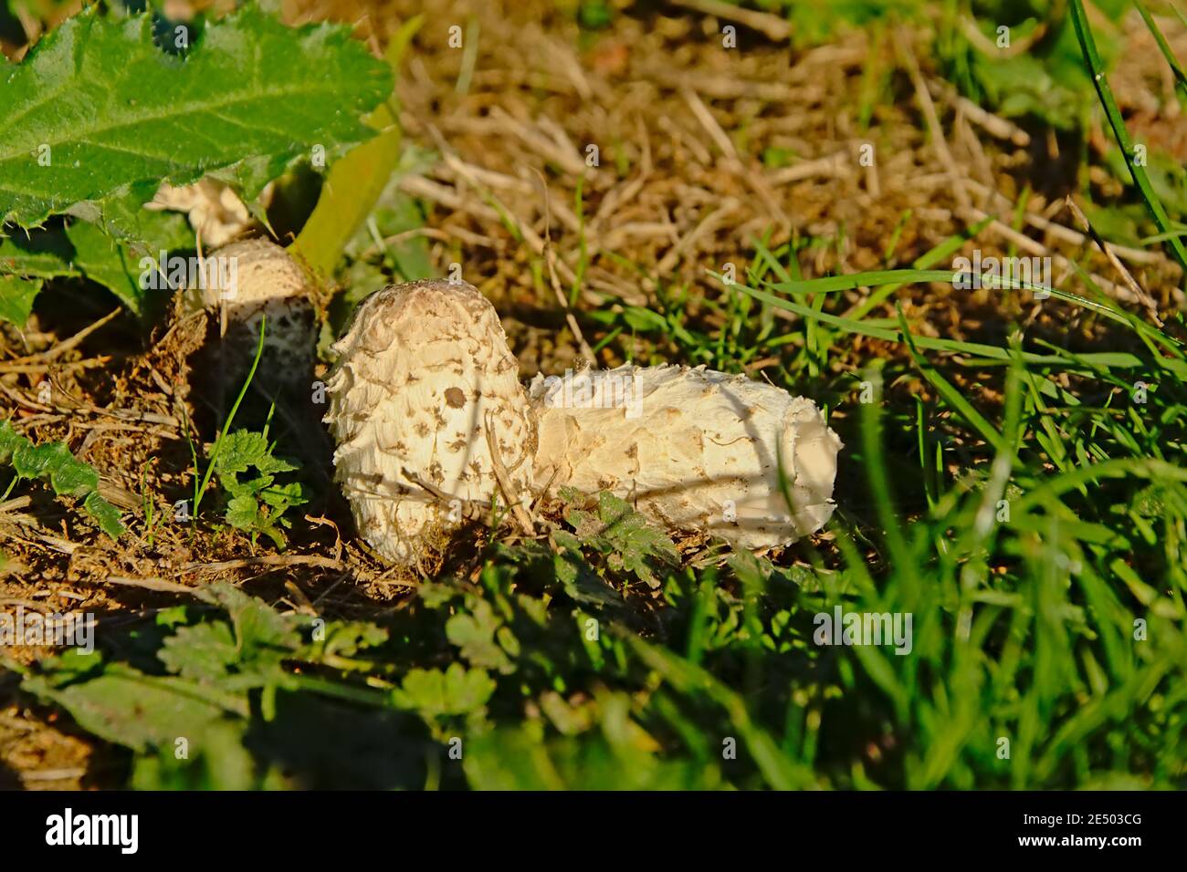 Common inky cap mushrooms in between green leaves , selective focus ...