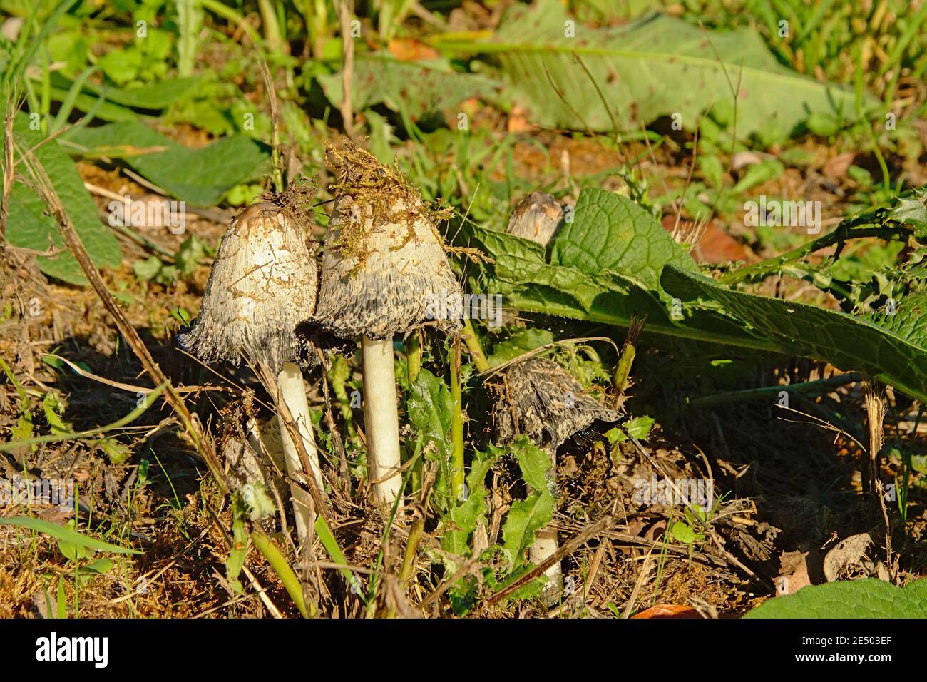 Common inky cap mushrooms in between green leaves , selective focus ...