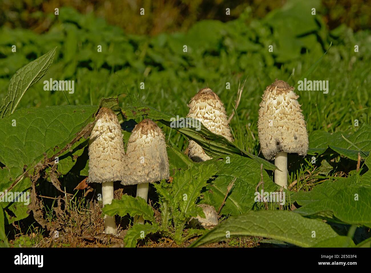 Common inky cap mushrooms in between green leaves , selective focus ...