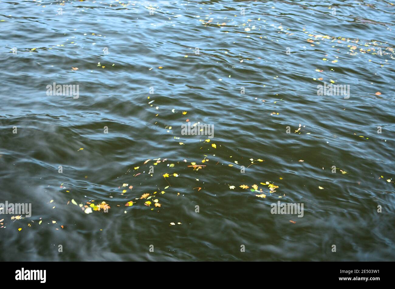 Sturgeon fish swimming hi-res stock photography and images - Alamy