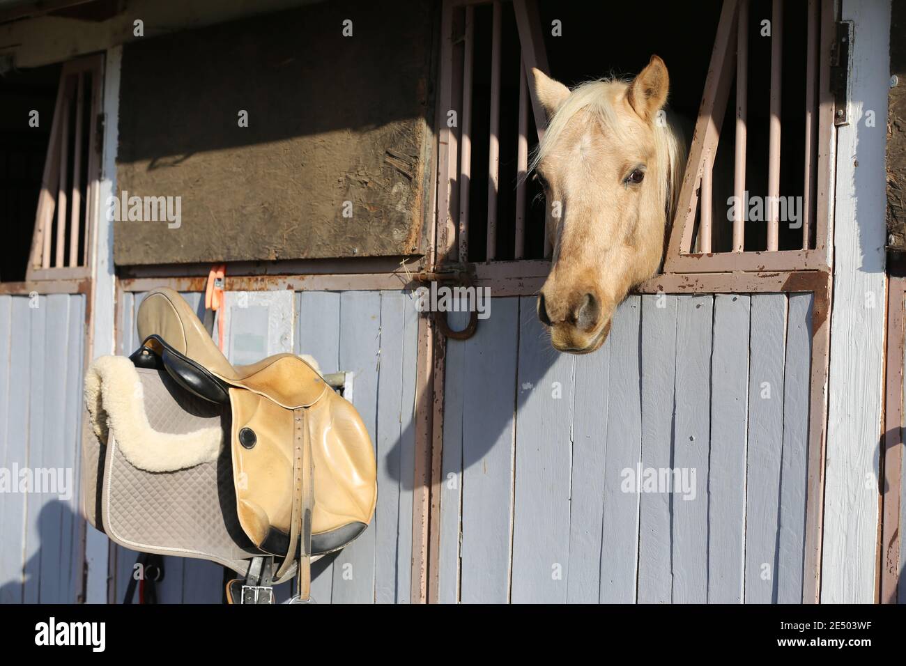 Head of a saddle horse looking over the stable doors Stock Photo - Alamy