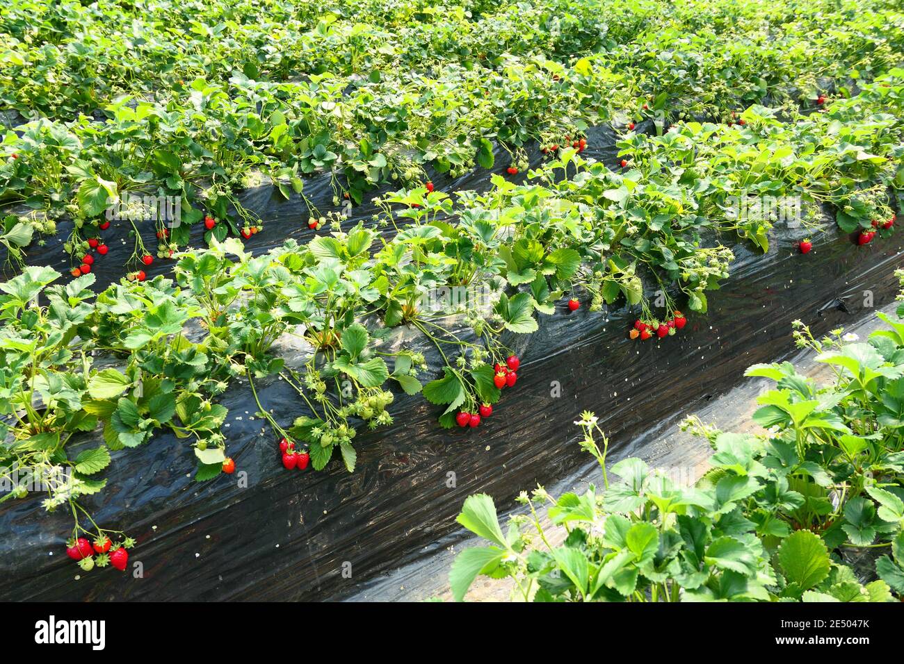 Korean strawberry farm for strawberry picking Stock Photo - Alamy