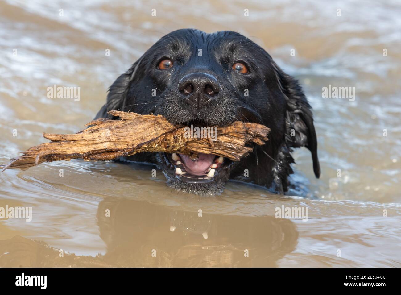Close up of a black Labrador swimming in the water with a stick in it's ...