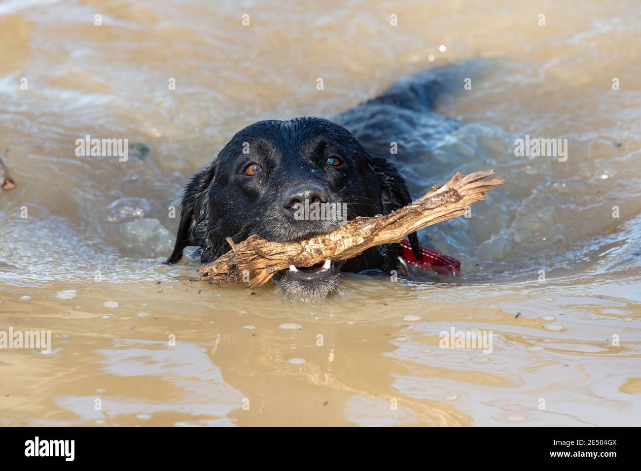 Black labrador retriever retrieving a stick hi-res stock photography ...