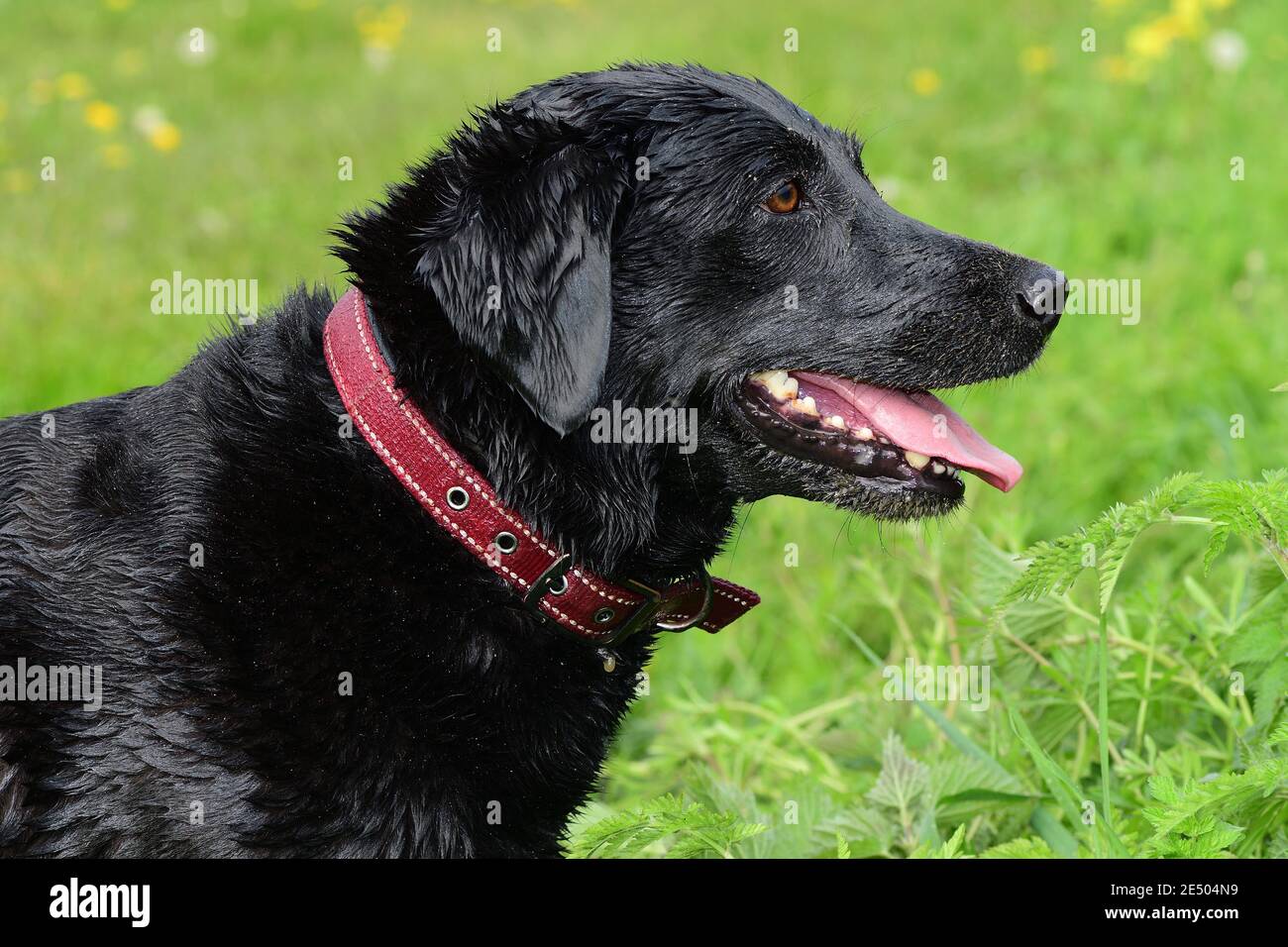 Labrador Side View High Resolution Stock Photography and Images - Alamy