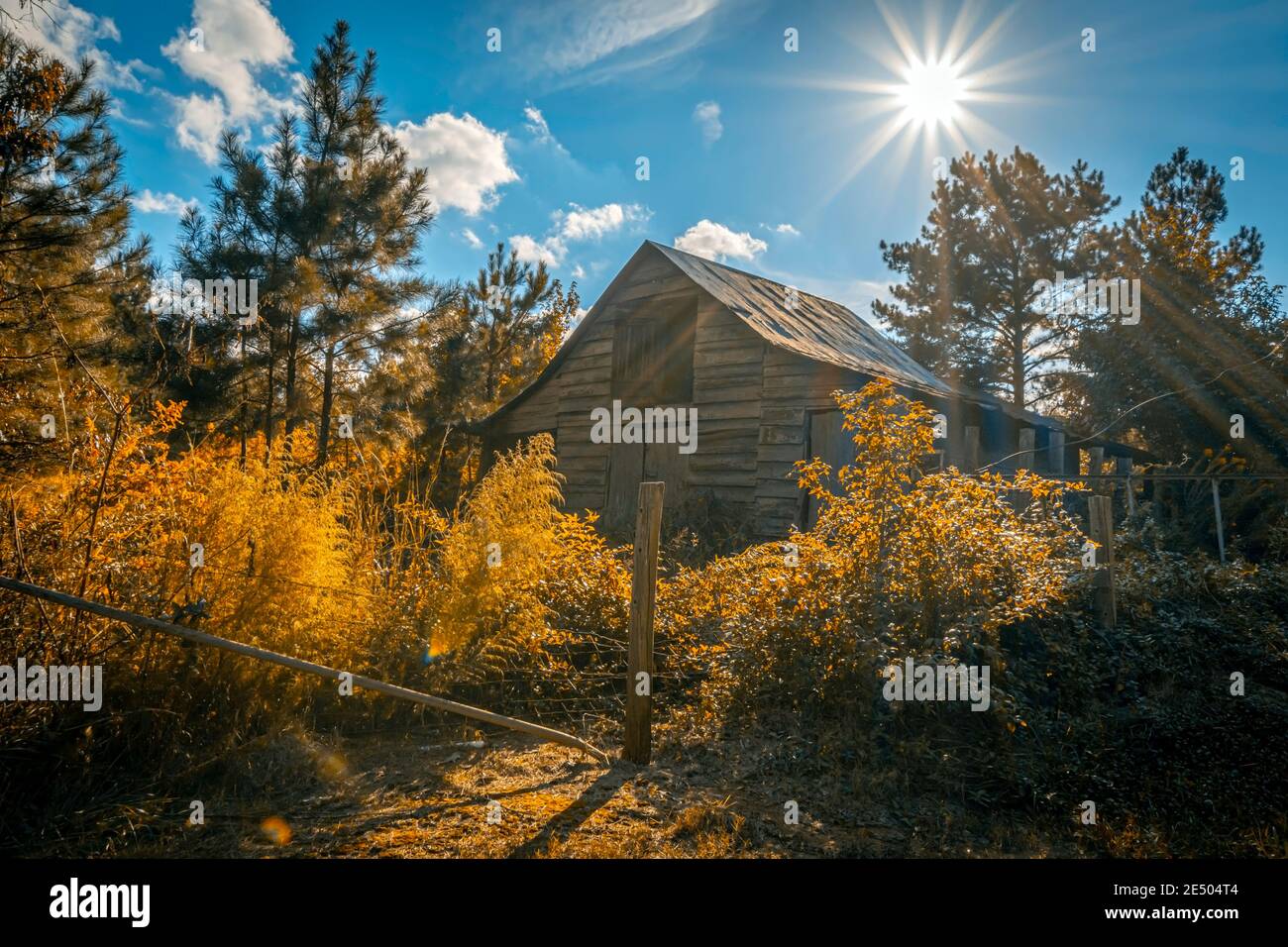 Overgrown barn in the forest hi-res stock photography and images - Alamy