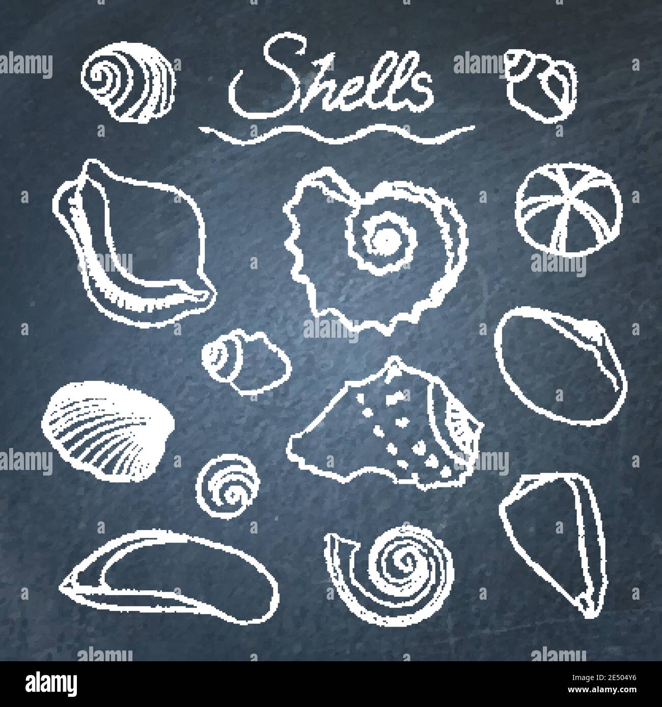 Collection of hand drawn shells on chalkboard Stock Vector Image & Art ...