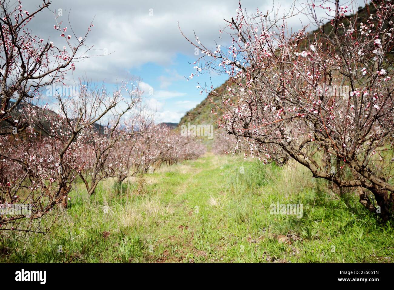 Apricot trees in blossom, nr Robertson, Western Cape, South Africa ...