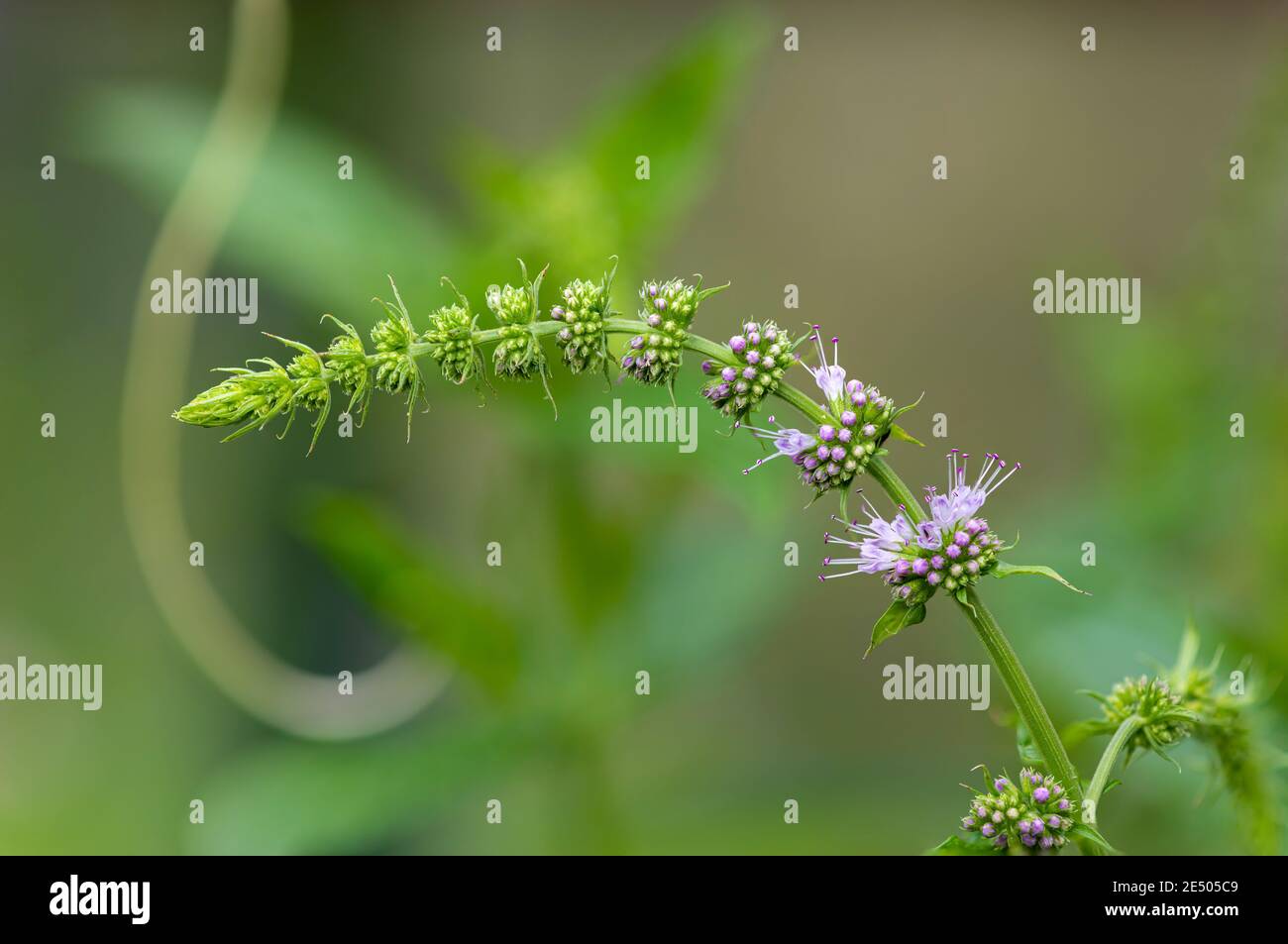 Mentha Flowers High Resolution Stock Photography and Images - Alamy