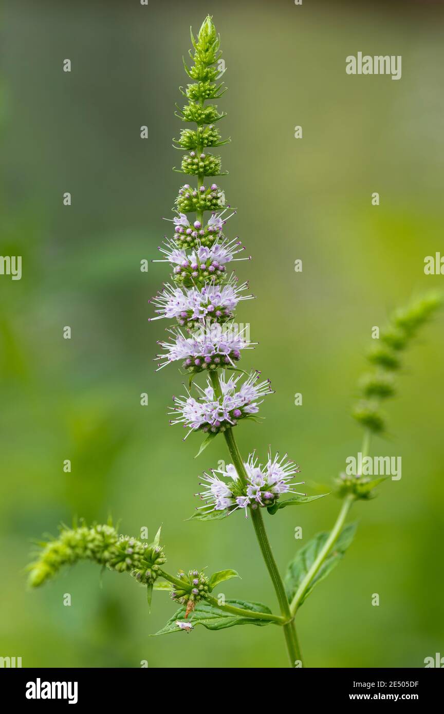 Close up of common mint (mentha spicata) flowers in bloom Stock Photo ...