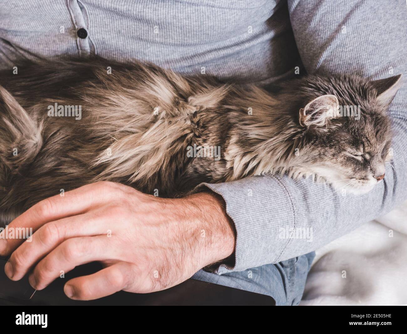 Hands and a cute kitten. Top view Stock Photo - Alamy