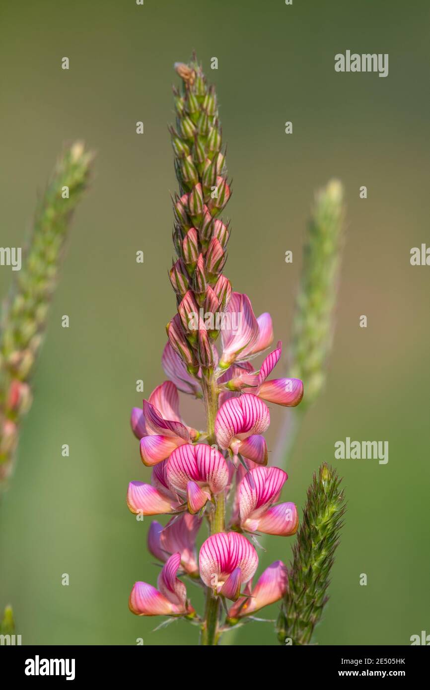 Flowering Sainfoin High Resolution Stock Photography and Images - Alamy