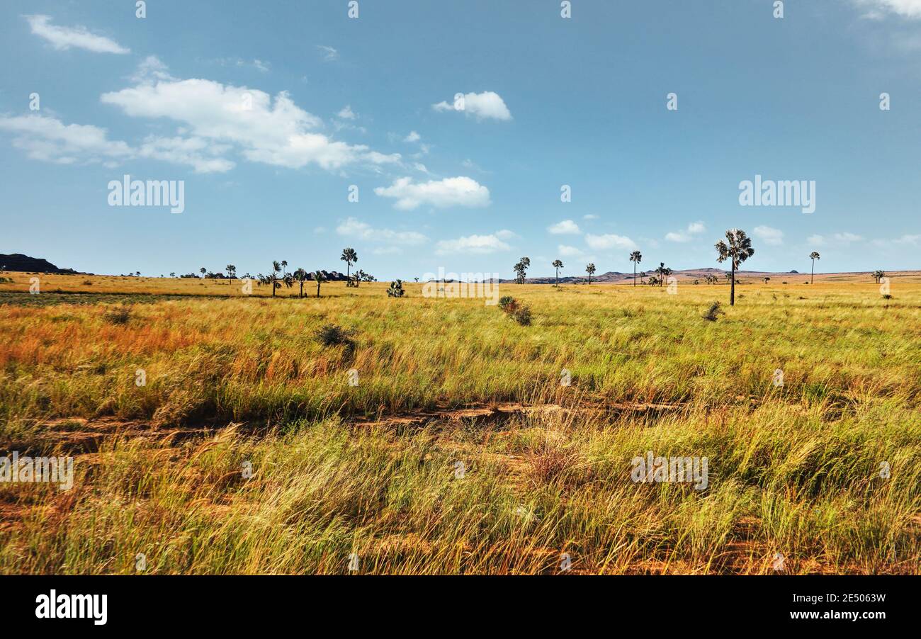 Small bushes and palm trees on African savanna, small hills in distance ...