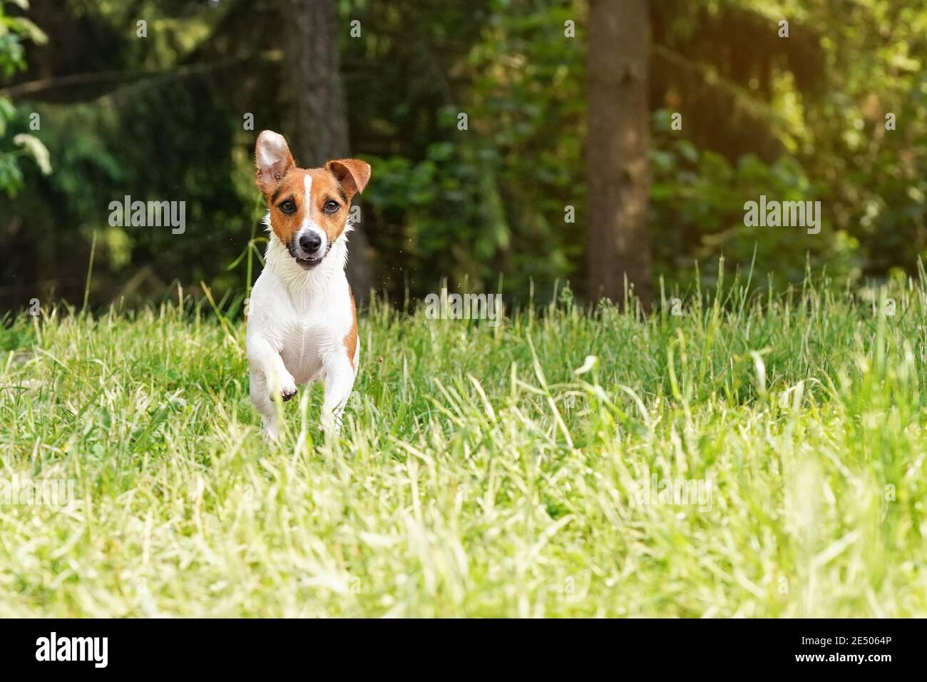 Jack Russell terrier running towards camera over green grass meadow ...