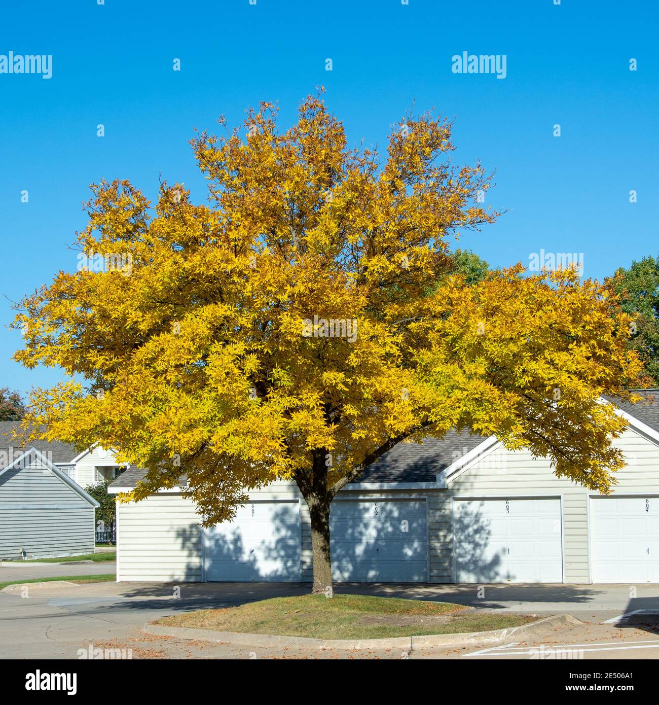 Yellow ash tree hi-res stock photography and images - Alamy