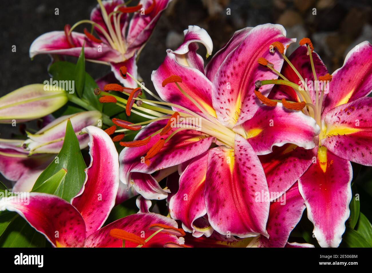 Oriental lilies hi-res stock photography and images - Alamy