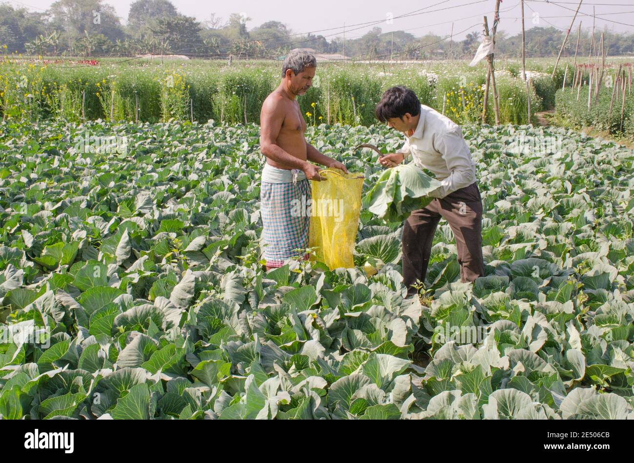 cabbage farming at rural west bengal india Stock Photo - Alamy