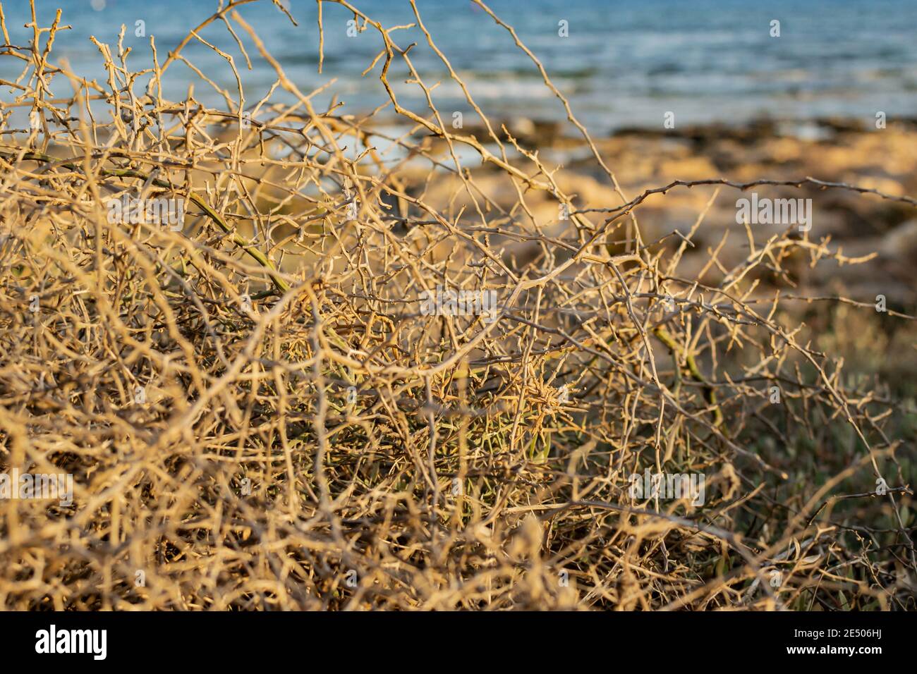 Dense thorny branches hi-res stock photography and images - Alamy
