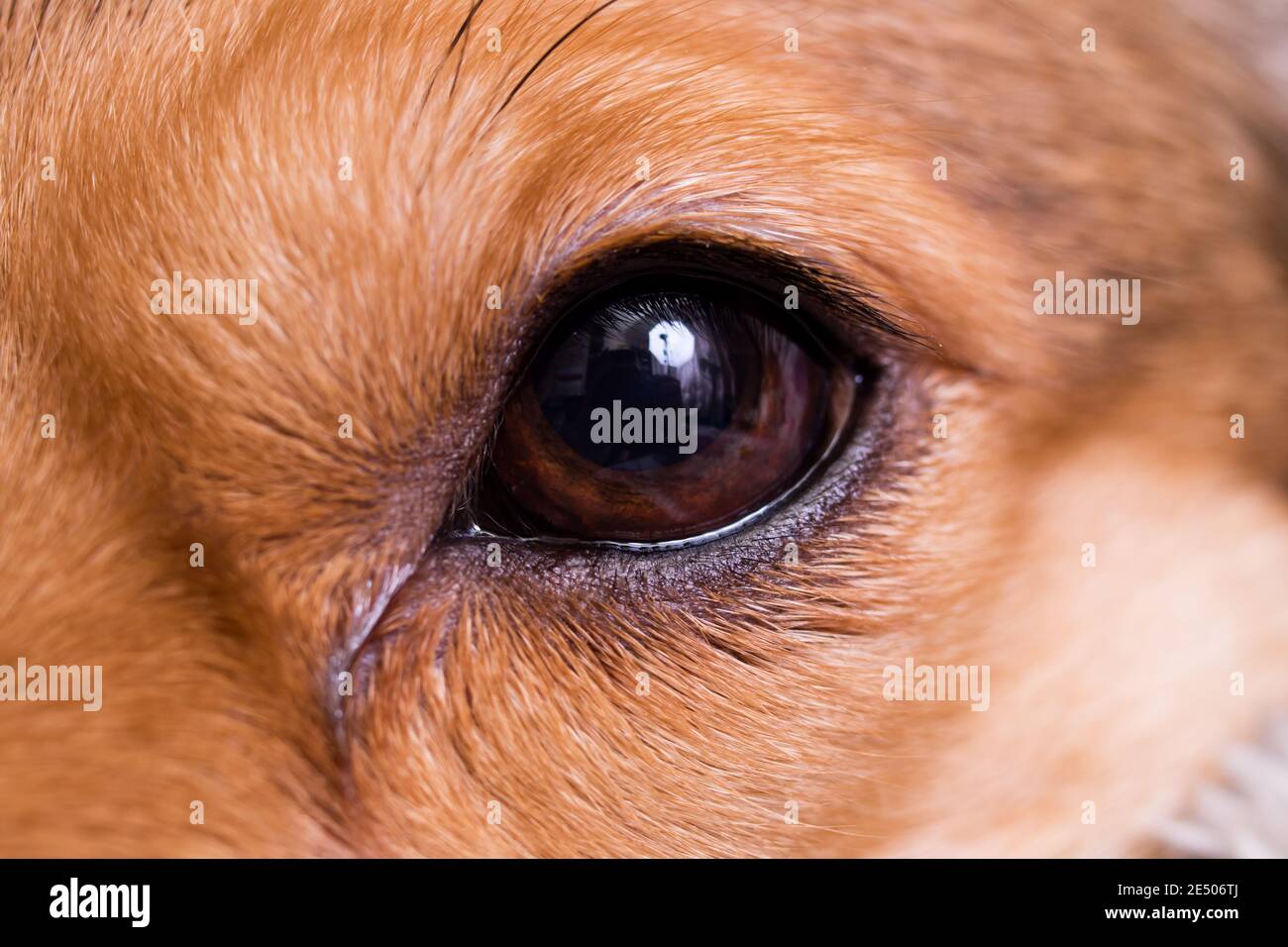 Cub faithful hi-res stock photography and images - Alamy