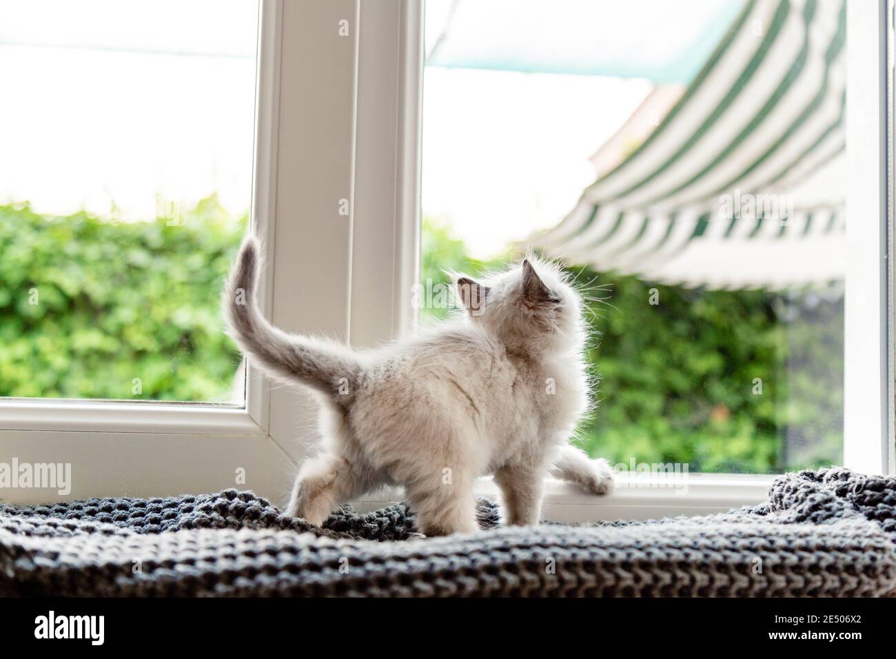 Cat through window hi-res stock photography and images - Alamy