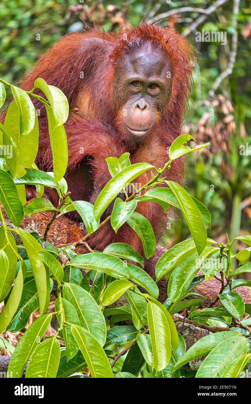 Orangutan, Pongo pygmaeus, Tanjung Puting National Park, Borneo ...
