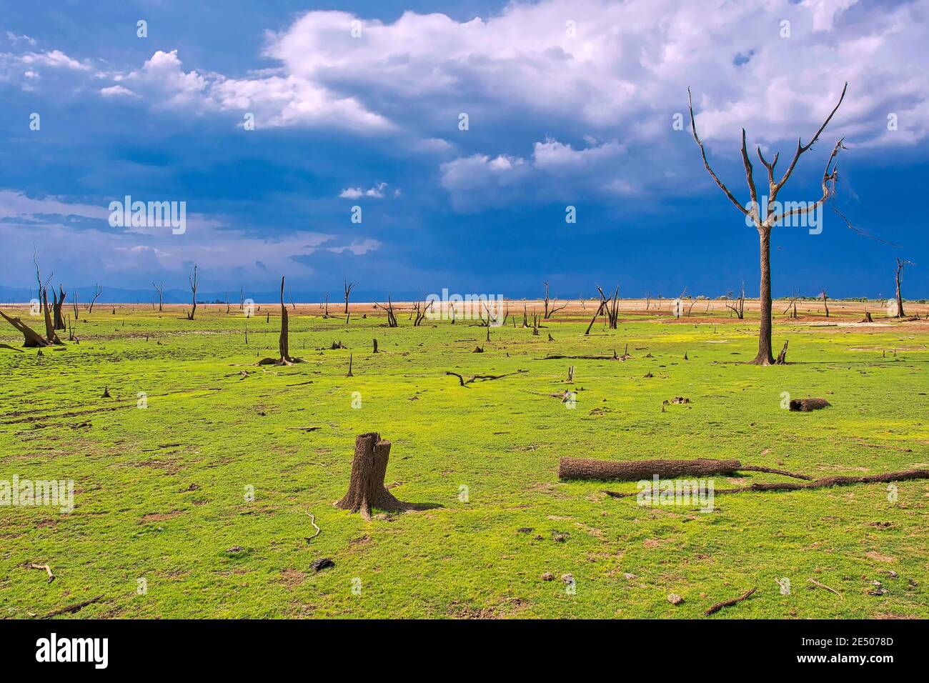 Waterland Landscape, Dry Drowned Trees, Udawalawe National Park, Sri ...