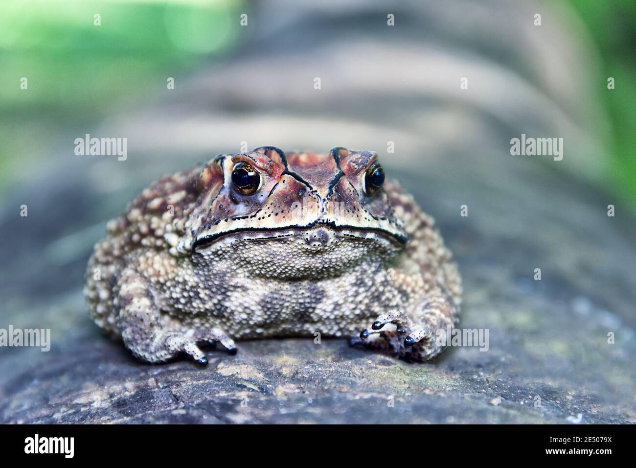Ferguson's toad (Bufo fergusonii) in past Schneider's (dwarf) toad ...