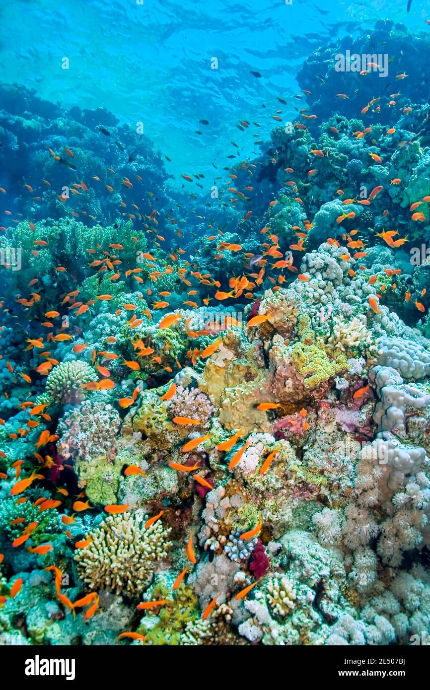 Coral Reef Underwater Landscape, Red Sea, Egypt, Africa Stock Photo - Alamy