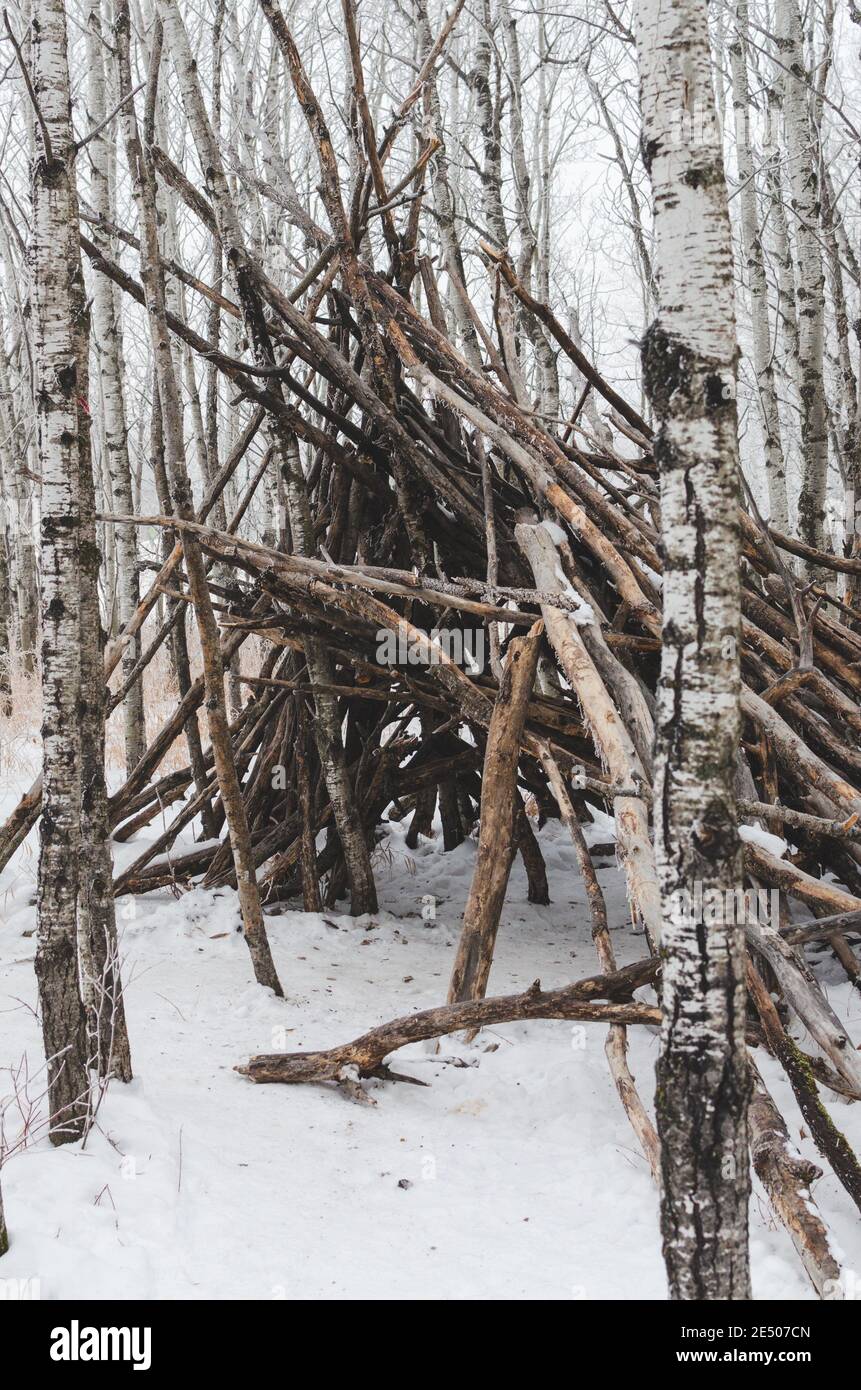 Teepee like structure made of fallen trees on a cold foggy morning at ...