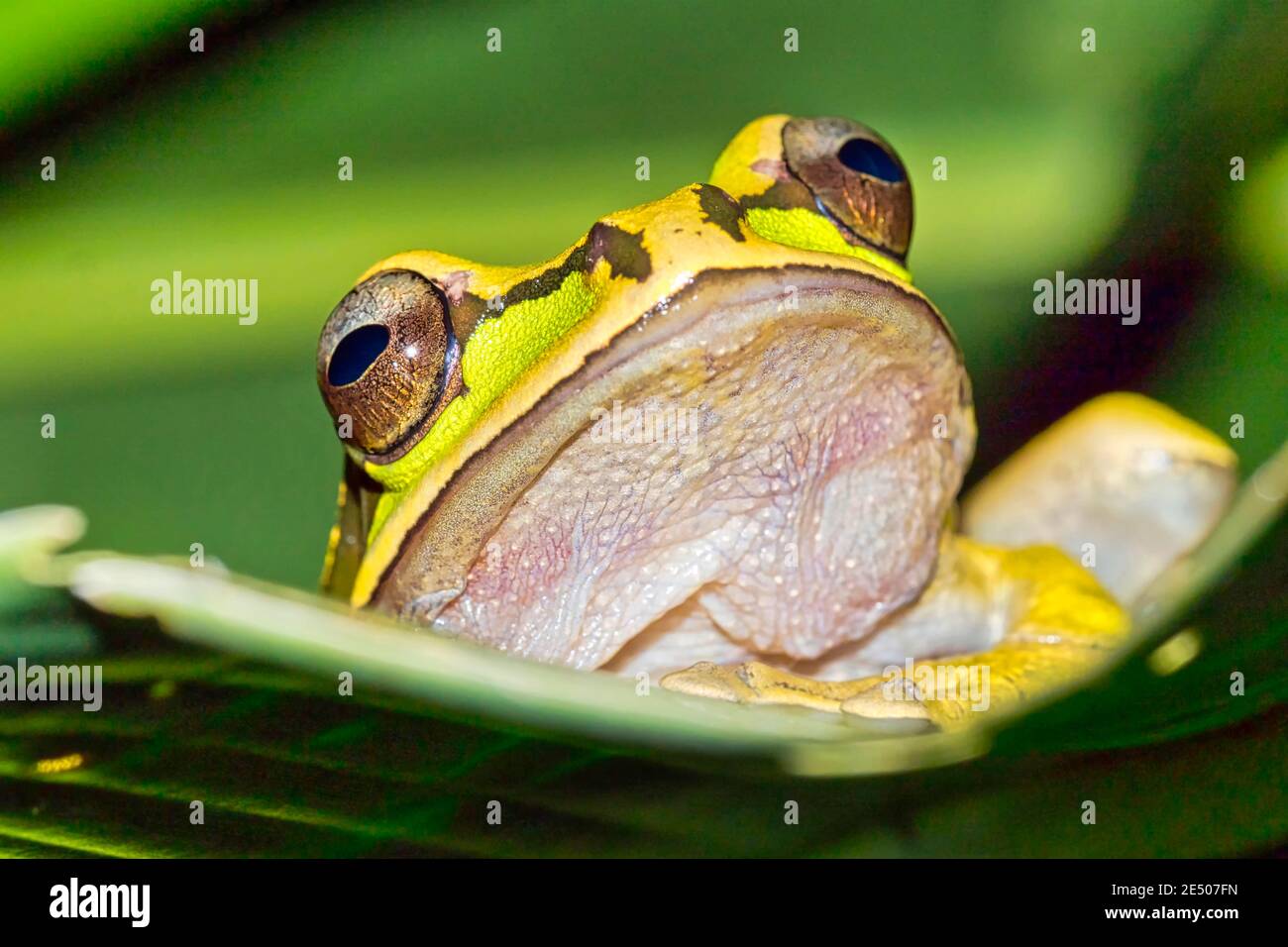 New Granada Cross-banded Tree Frog, Smilisca phaeota, Tropical ...