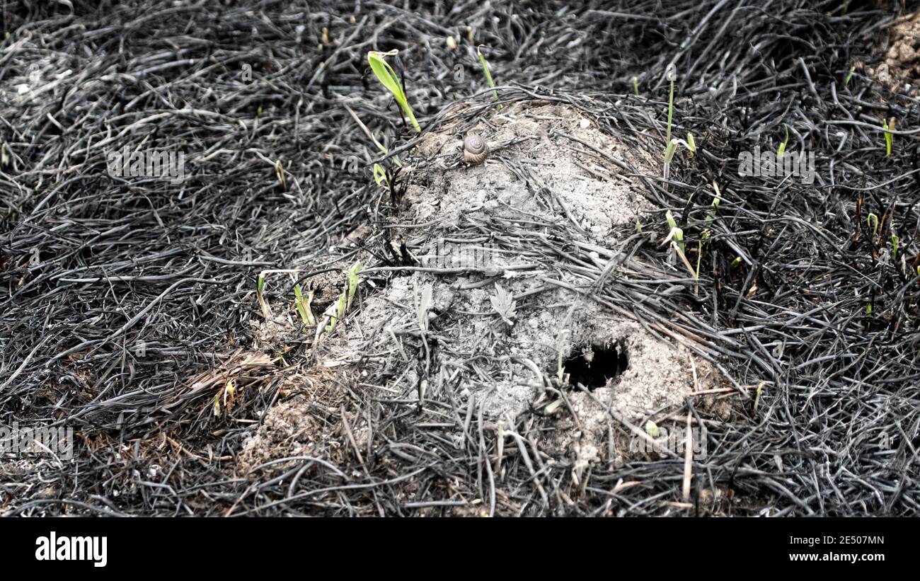 The burnt meadows. Prairie fire. Surviving plants sprout green against ...