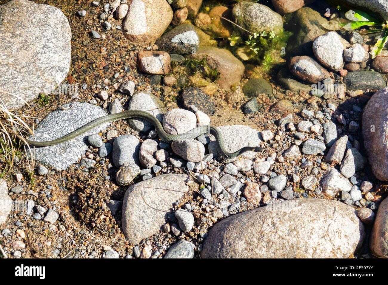 Common Grass-snake (Natrix natrix) from the East Baltic sea coast ...
