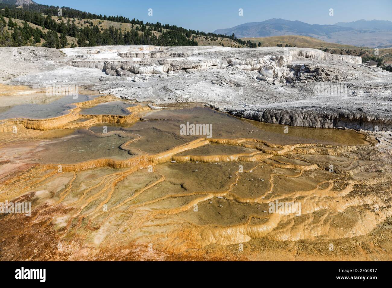 Thermophiles at Mammoth Hot Springs, Yellowstone National Park, Wyoming ...