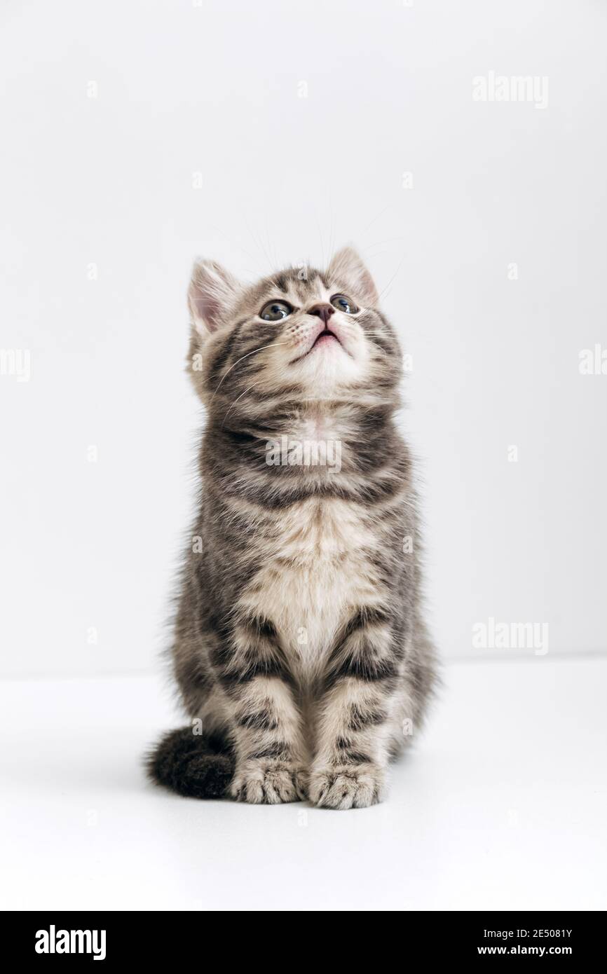 Cute gray cat kid animal with interested, question facial face ...