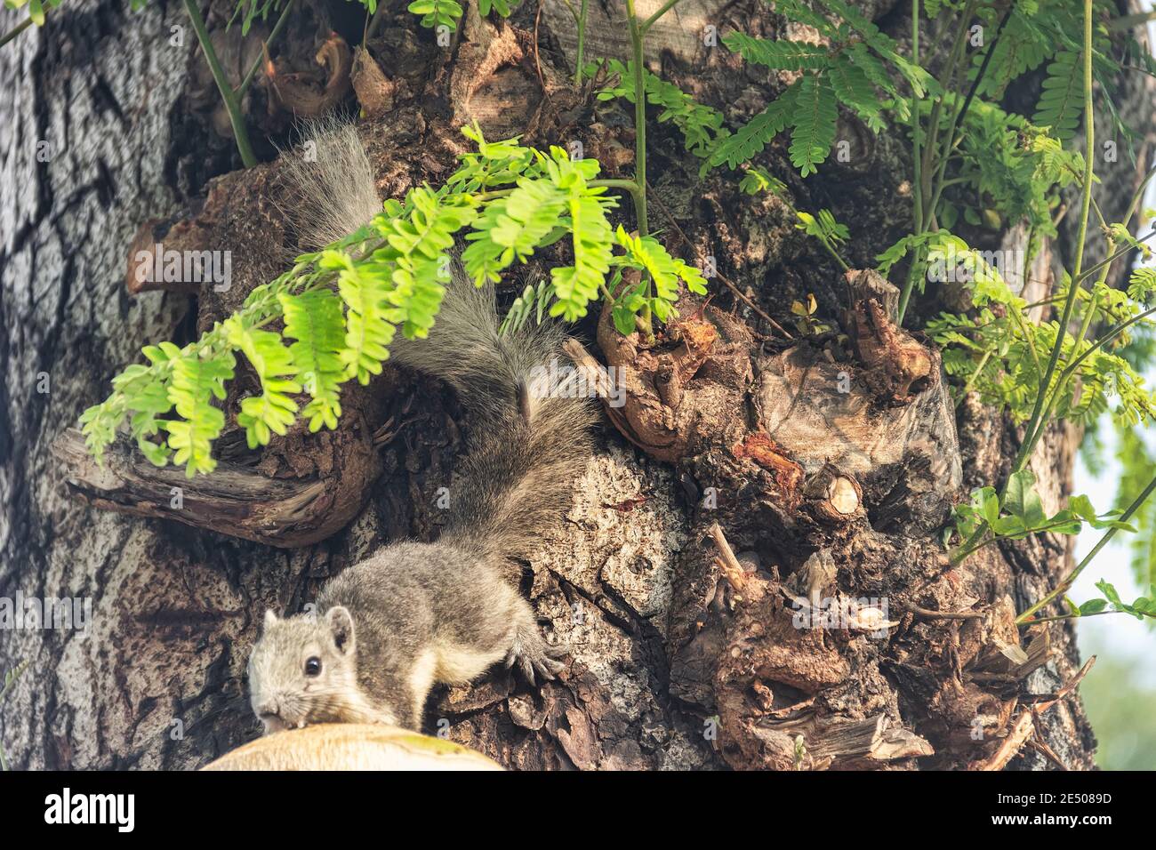 Finlayson's squirrel (Callosciurus finlaysonii) holds the fruit in its ...