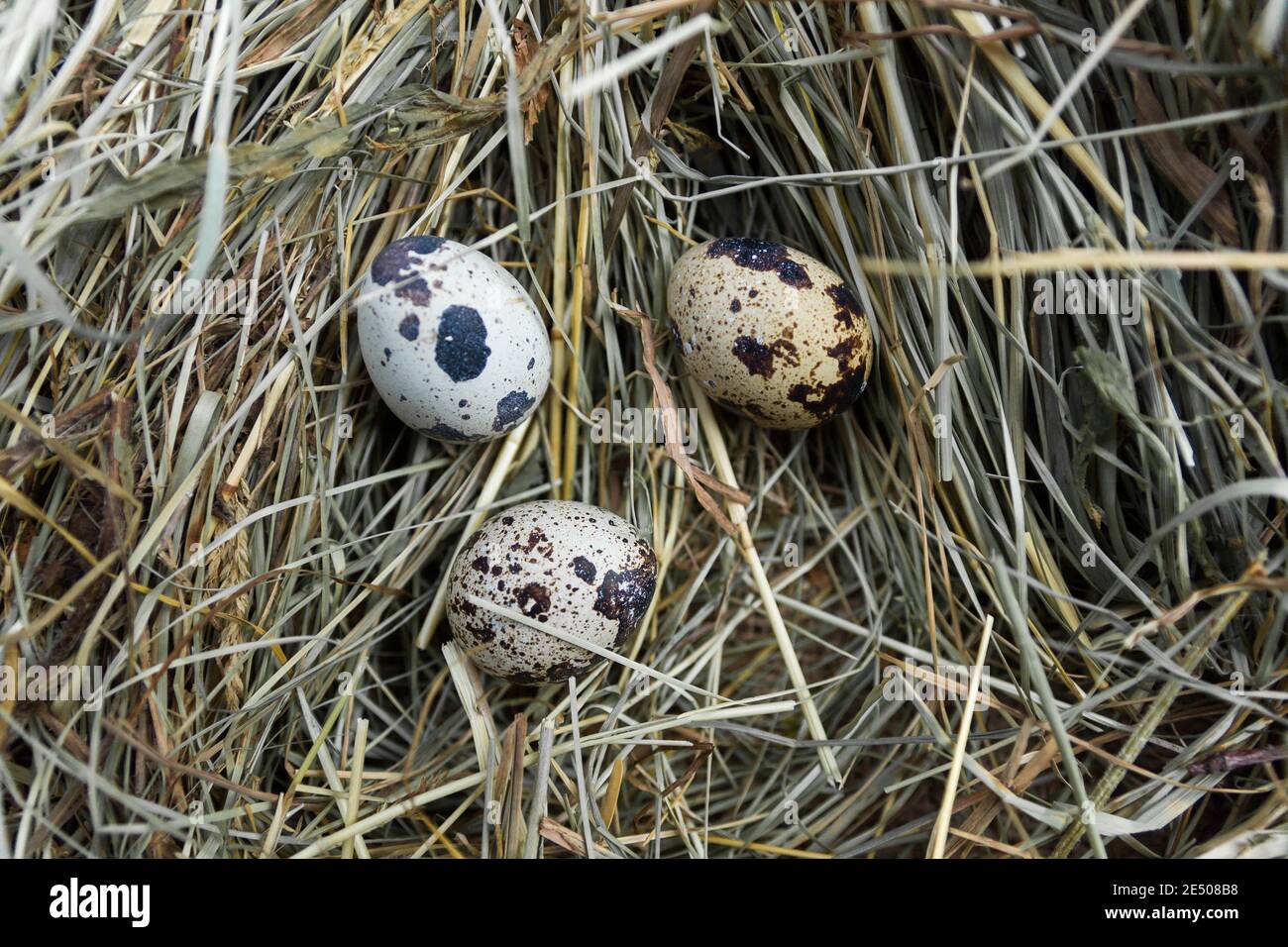 Quail nest with eggs. Spotted eggs on hay Stock Photo - Alamy