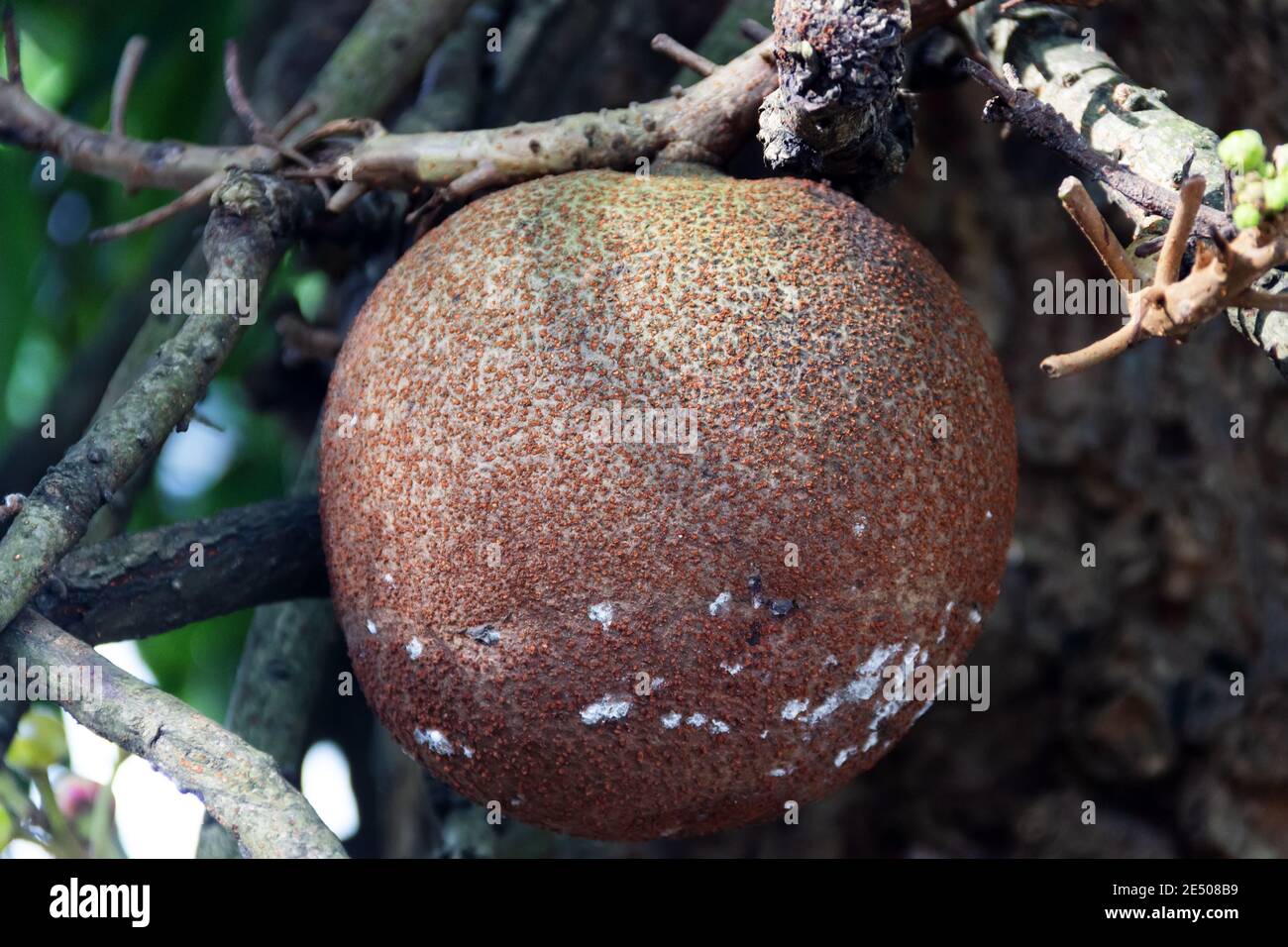 Elephant apple (Dillenia indica, Limonia acidissima, Feronia limonia ...