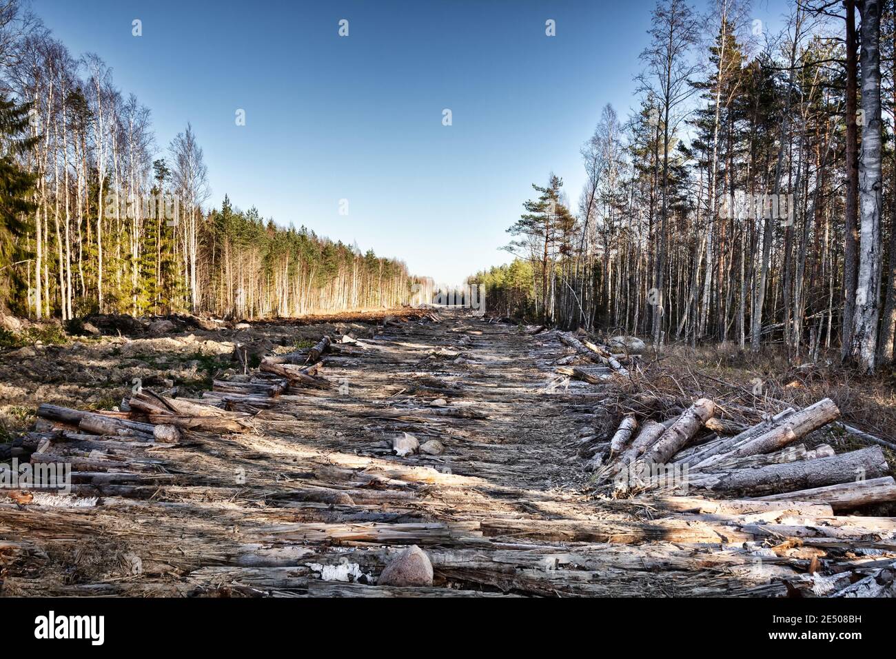 Log road (plank road). This road is made of thousands of felled trees ...