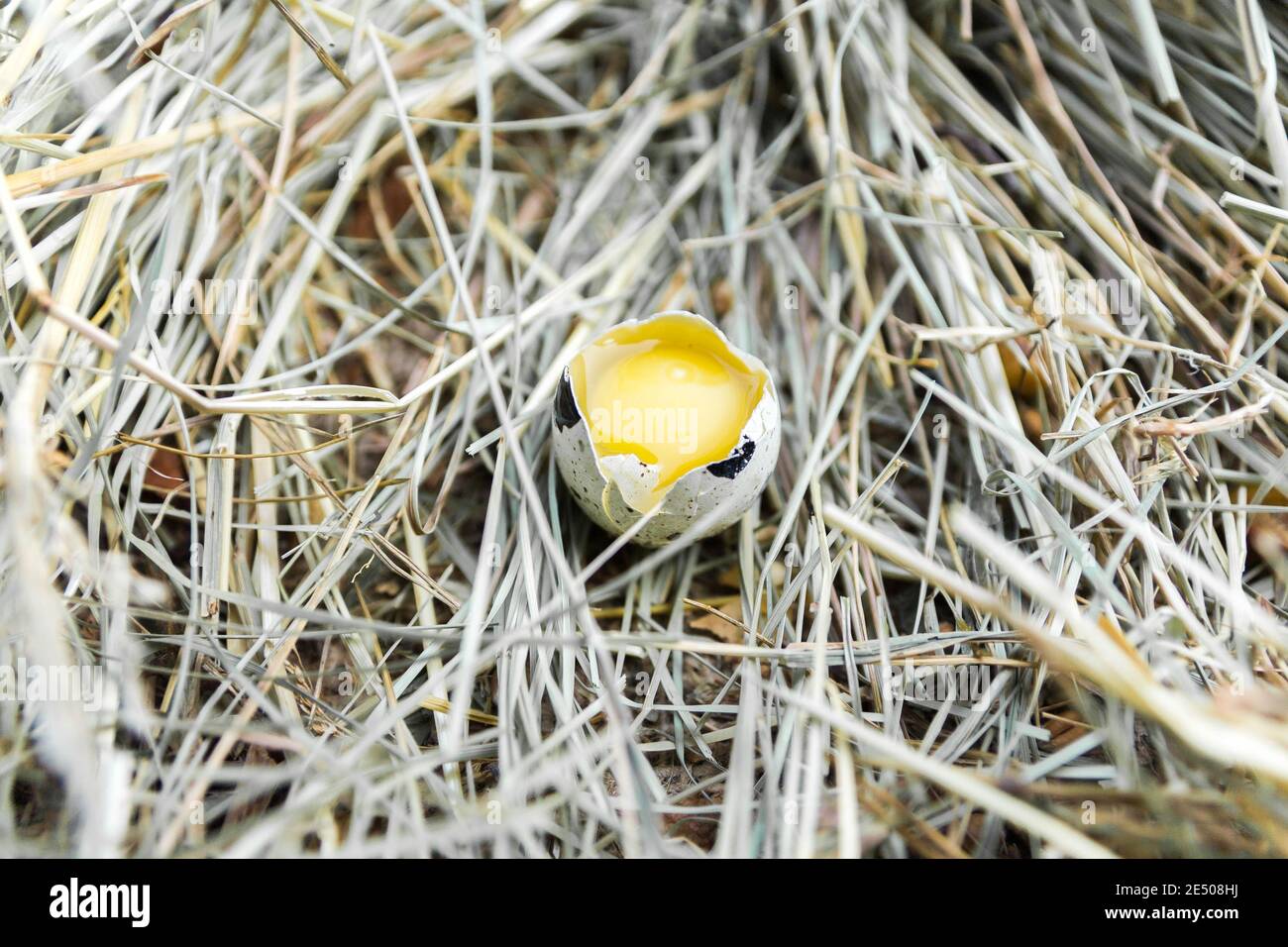 Quail egg broken. The yolk of the egg. Front view. Hay. Rural view ...