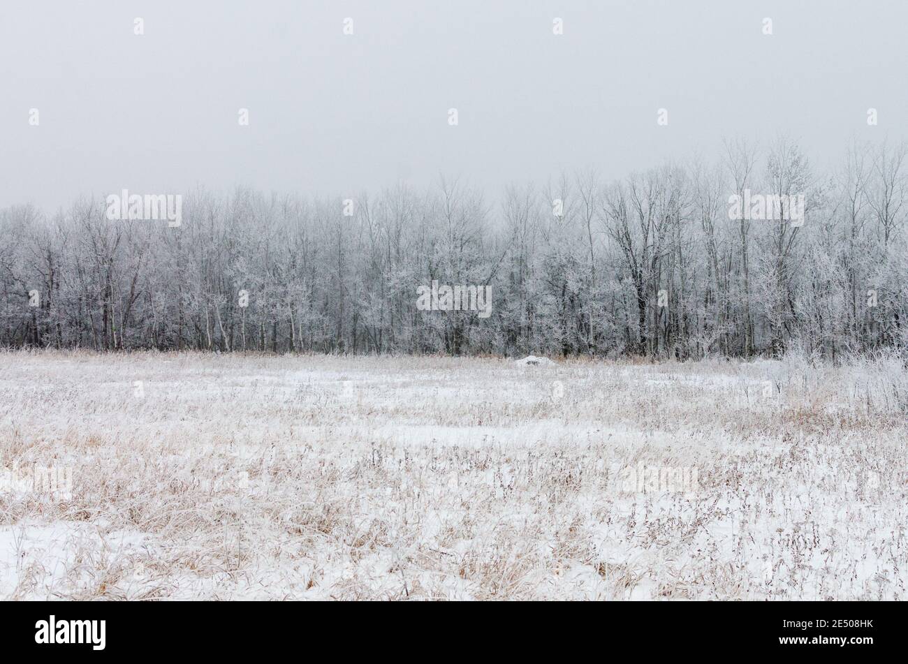 Hoarfrost covered trees on a foggy winter morning at Assiniboine Forest ...