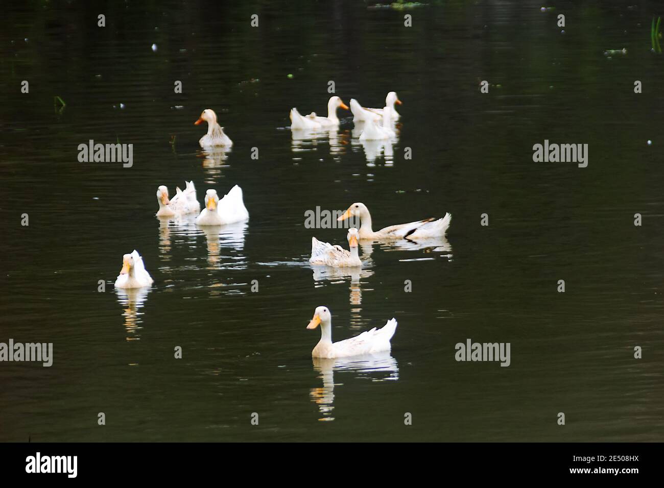 Peking oldest breed of meat-oriented ducks. Reservoirs on a duck farm ...