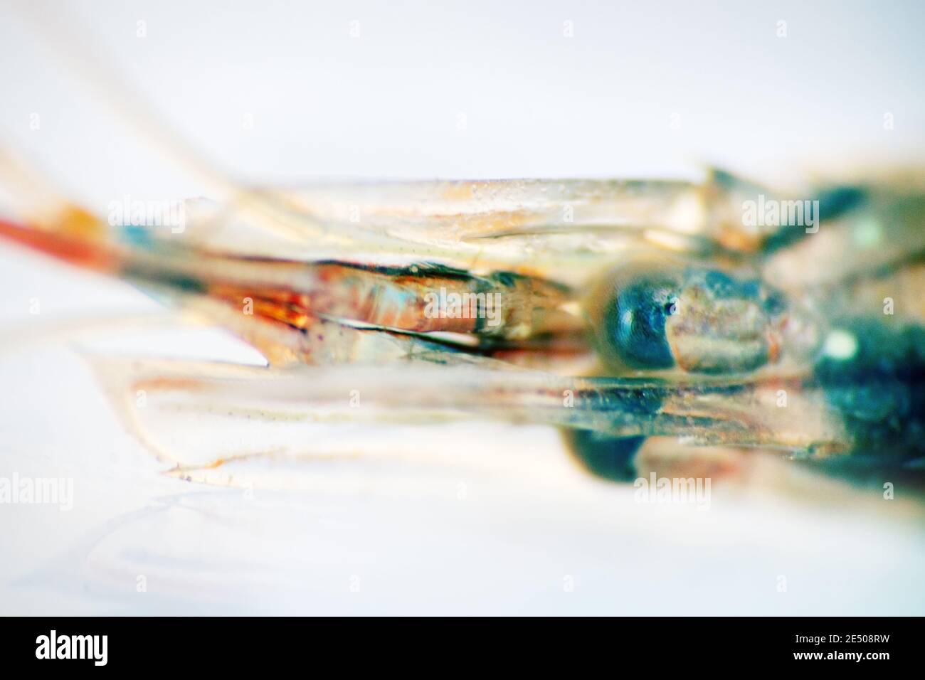 Rockpool shrimp (Palaemon elegans) from southern coast of Black Sea ...