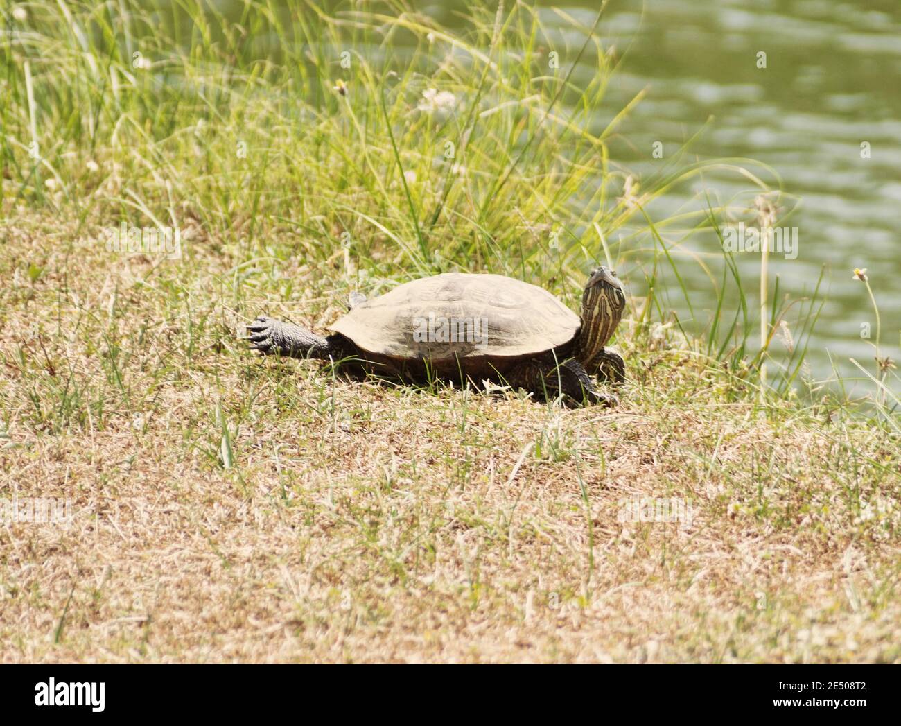Amboina box turtle (Cuora amboinensis) on the shore of a pond ...