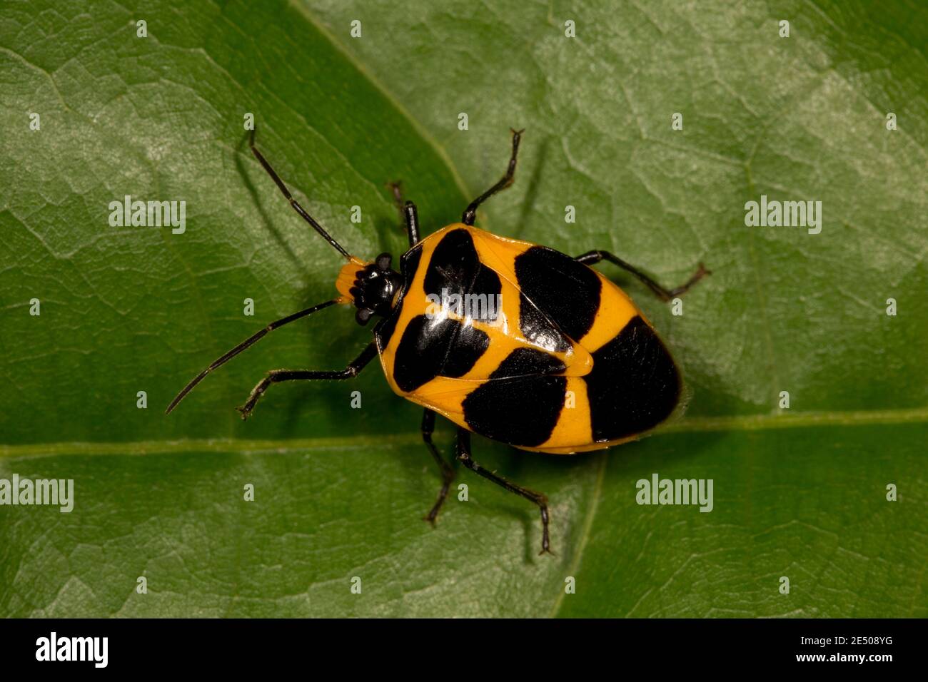 Pentatomidae hi-res stock photography and images - Alamy
