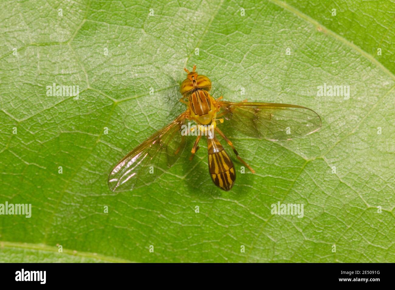 Syrphid fly hi-res stock photography and images - Alamy